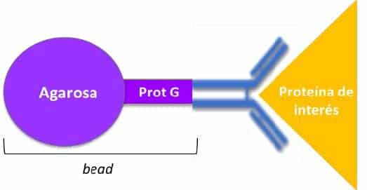 Protocolo para Co-Inmunoprecipitación sencilla y eficaz - Cientisol
