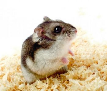 LAMPIRE Biological: especialista en anticuerpos personalizados y ...