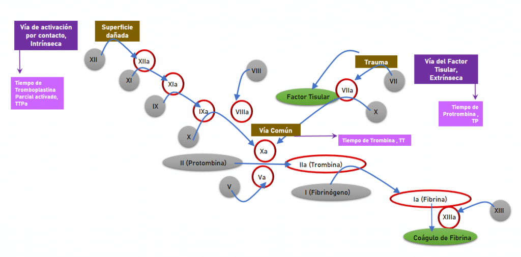 Diagnóstico de hemostasia - Cientisol